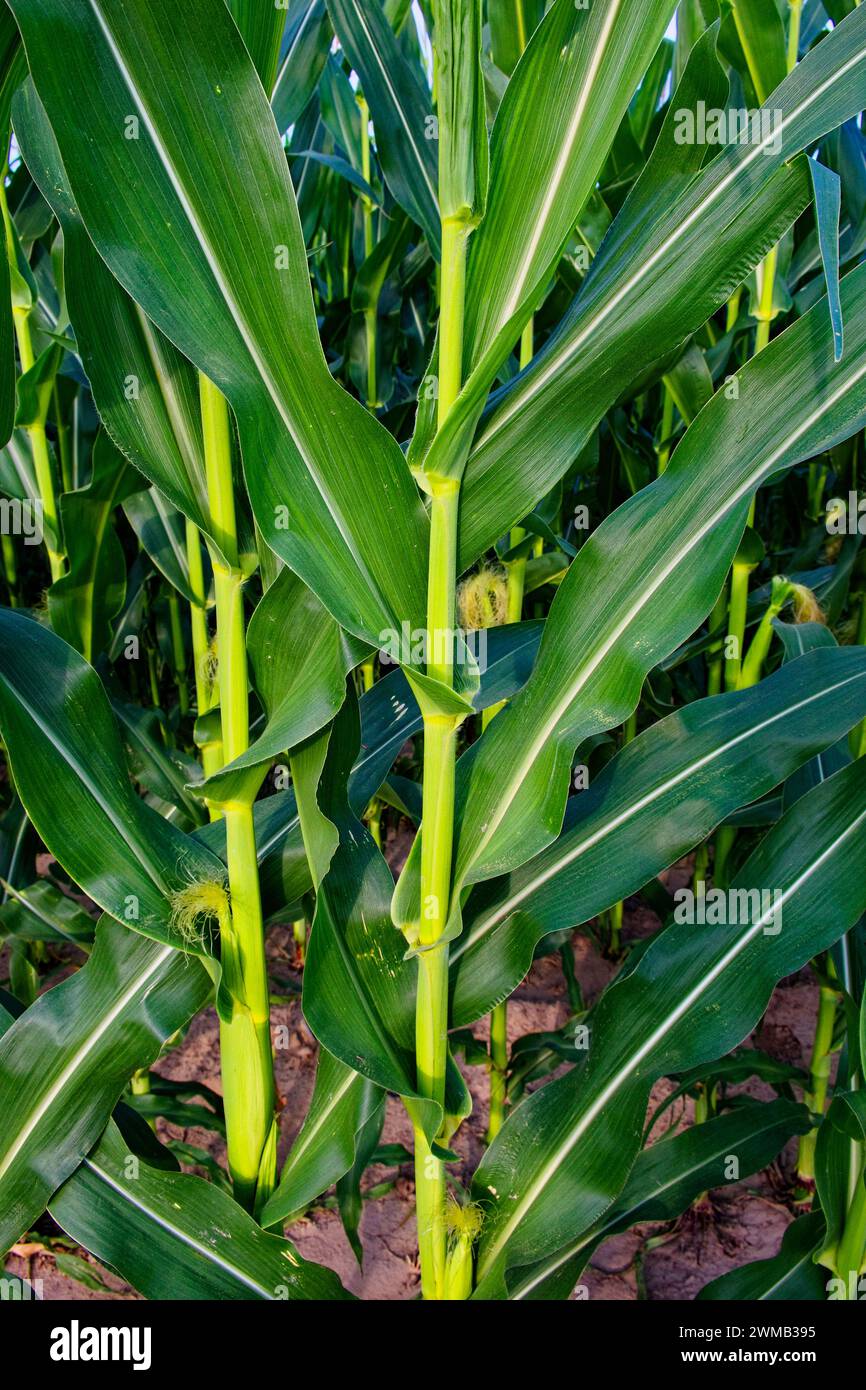 Corn leaves detail hi-res stock photography and images - Alamy