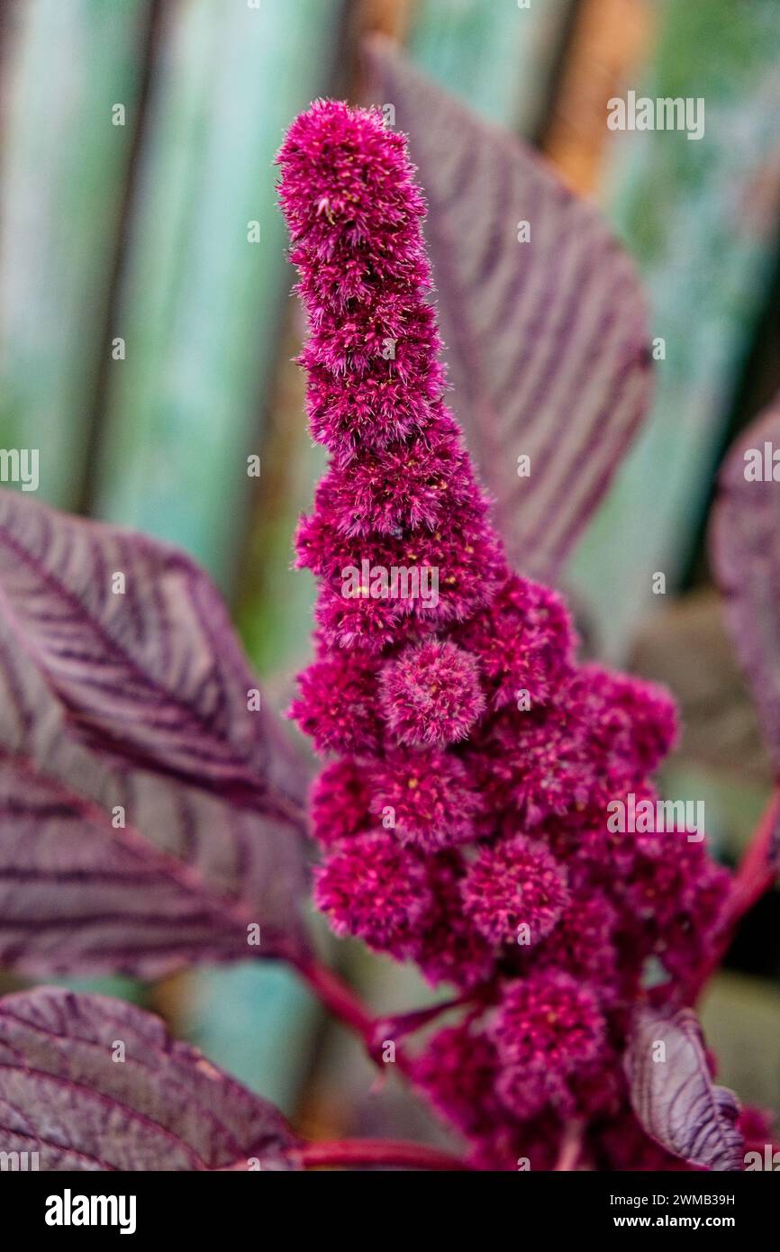 Fuzzy leaves hi-res stock photography and images - Alamy