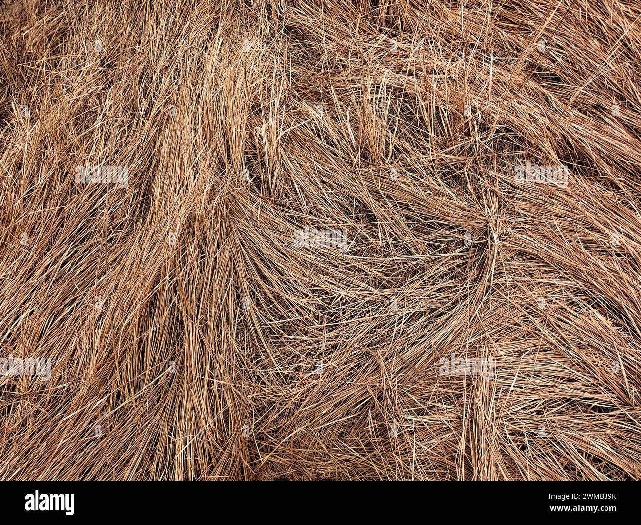 Grass like strands hi-res stock photography and images - Alamy