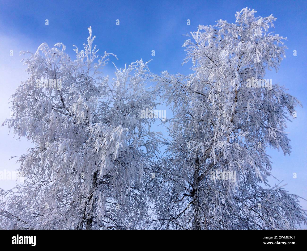 The image shows two trees heavily covered in white frost against a ...