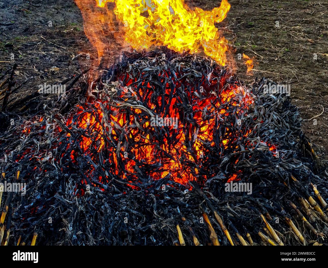 The image shows a pile of sticks on fire with visible flames and embers, set on barren ground ...