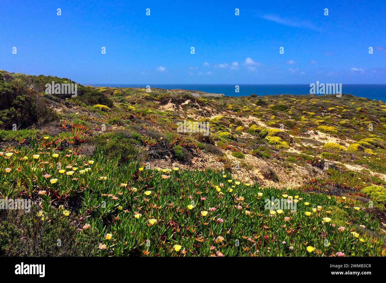 The image captures a vibrant coastal landscape with diverse vegetation ...