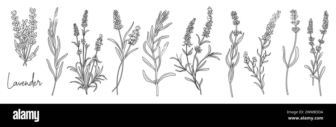 Lavender art Black and White Stock Photos & Images - Alamy