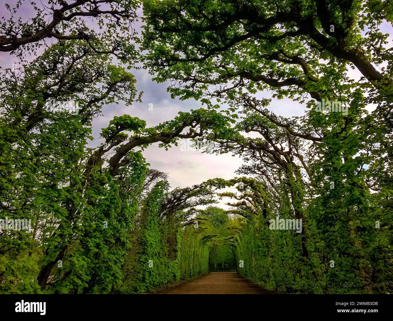 The image shows a pathway lined with tall, green trees forming a ...