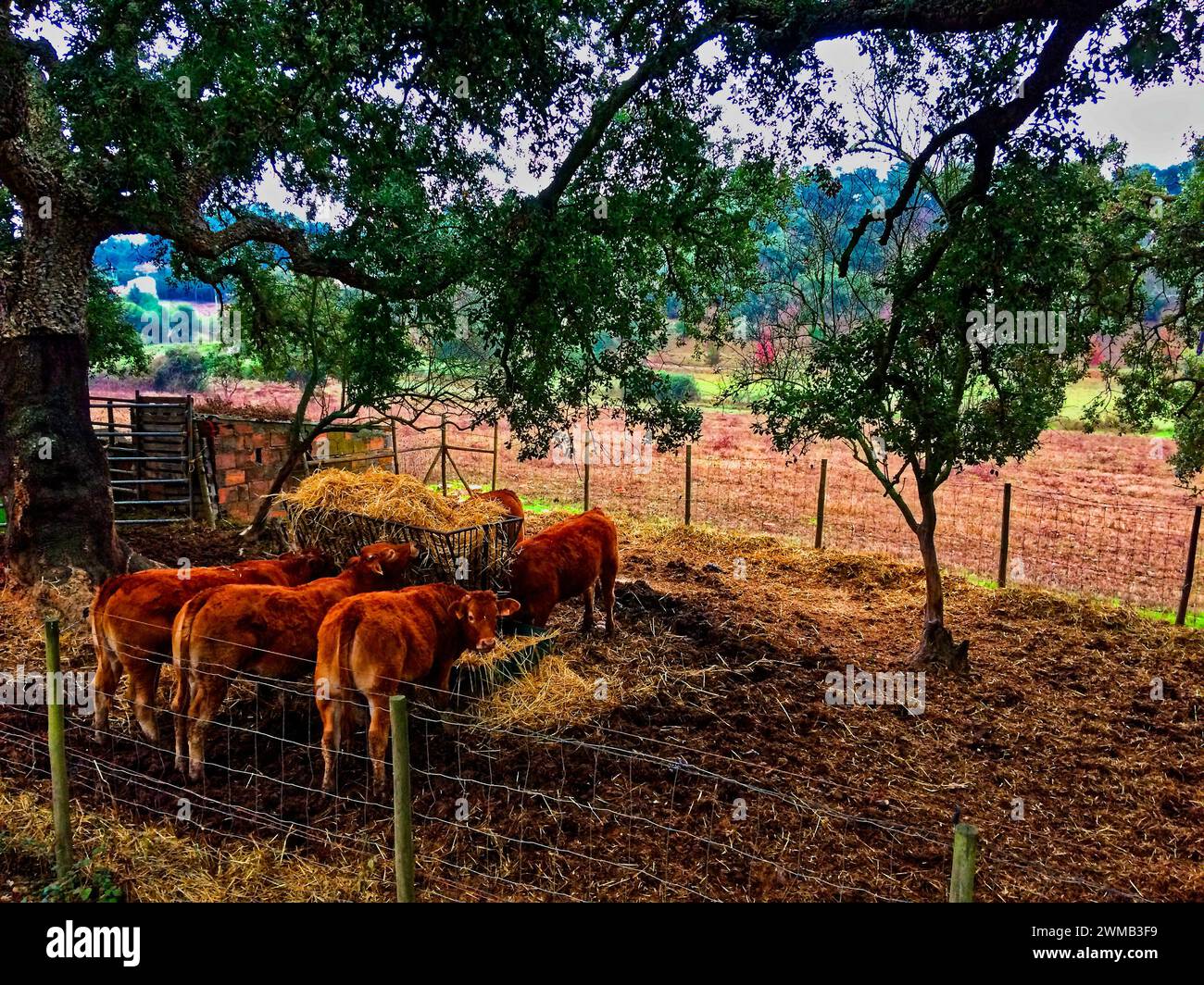Young cattle eating from a hay feeder in an enclosure, with trees and a ...