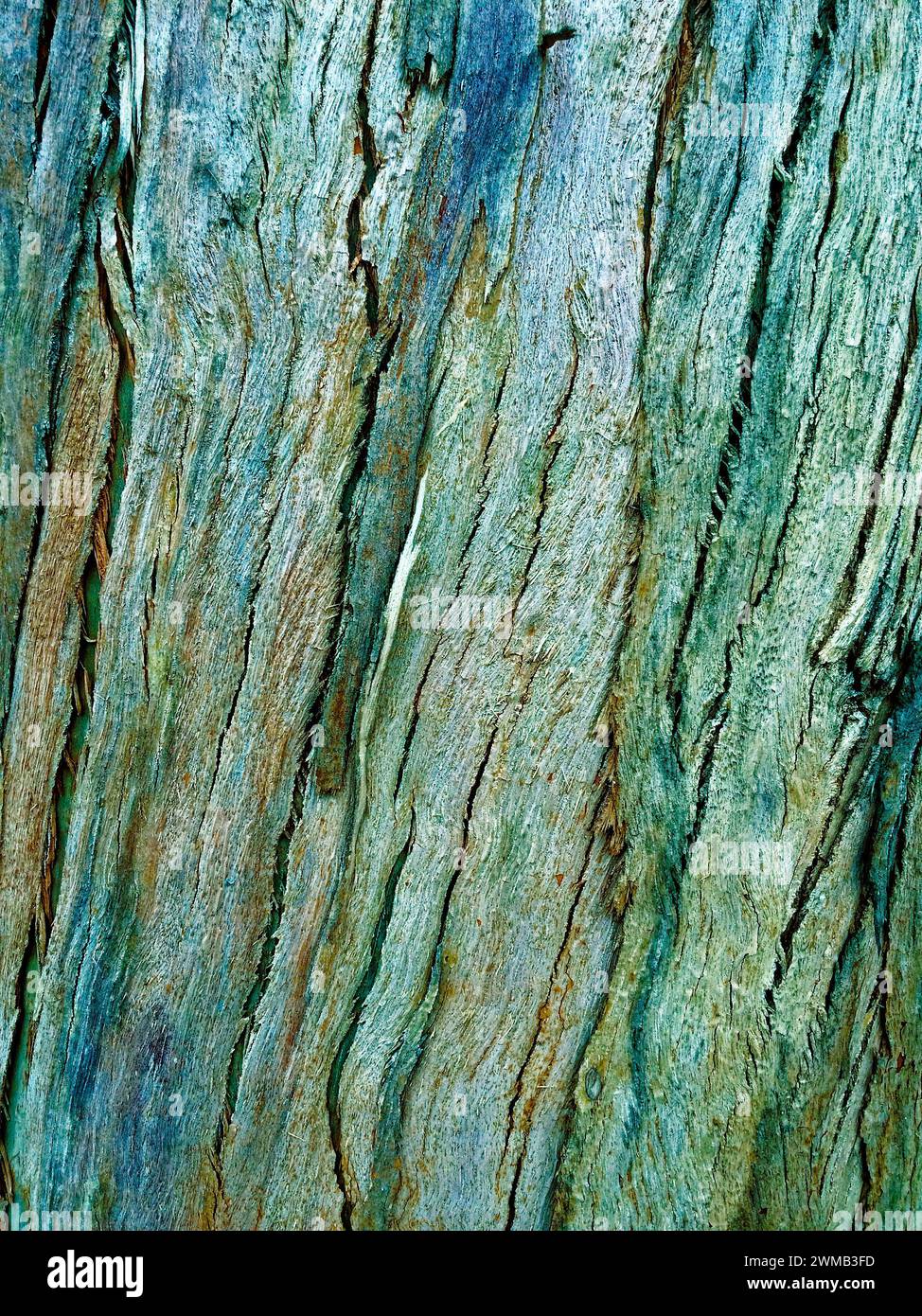 The image shows a close-up of tree bark with distinct textures and ...