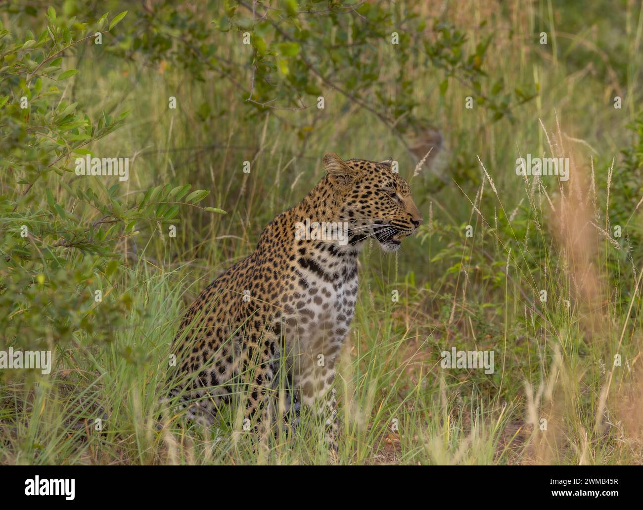 Leopard captured in the kruger nation park hi-res stock photography and ...