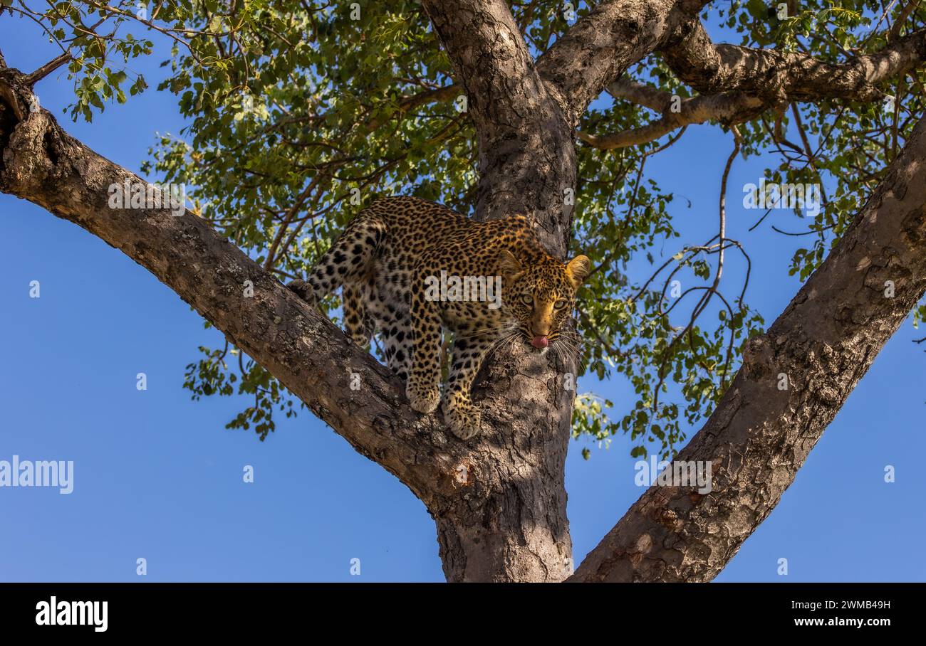 Leopard captured in the kruger nation park hi-res stock photography and ...