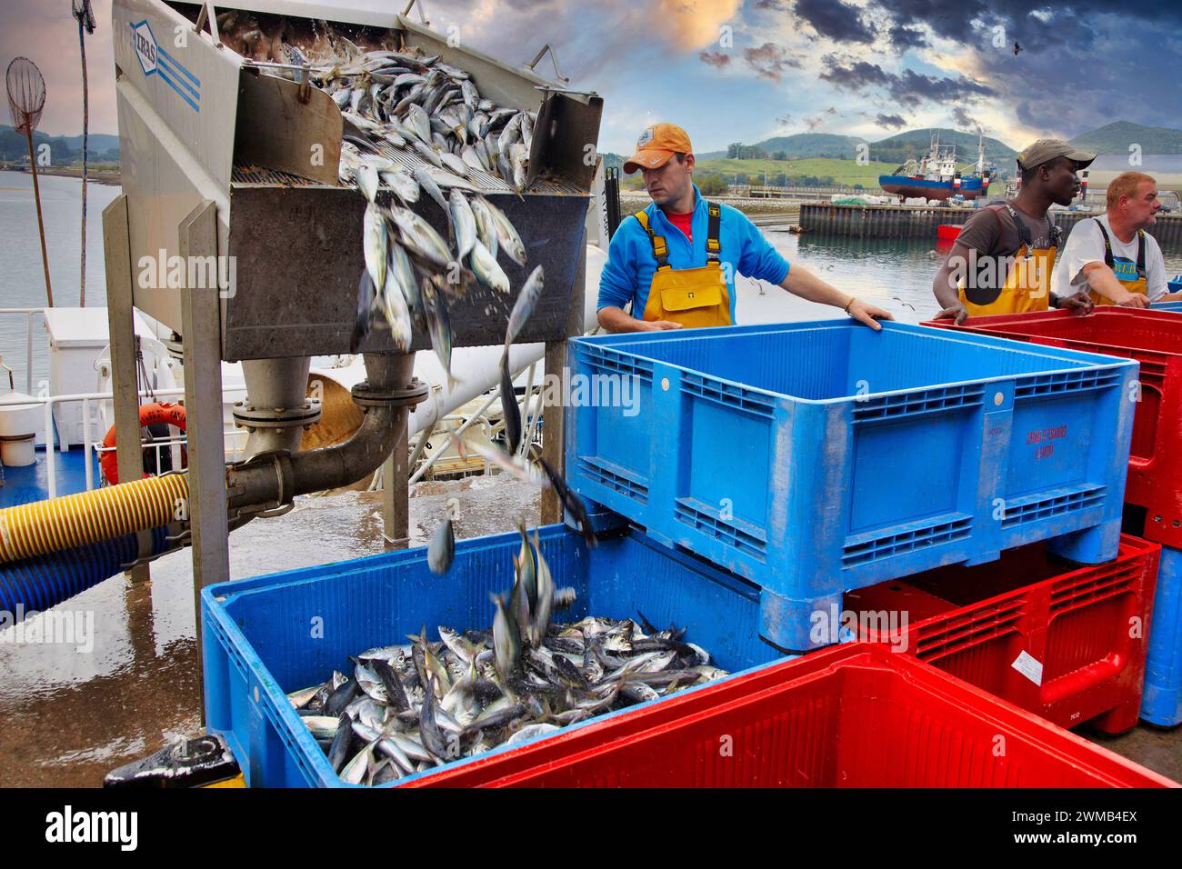 Horse mackerel, Chicharro, Unloading of fish with a pump or chupona ...