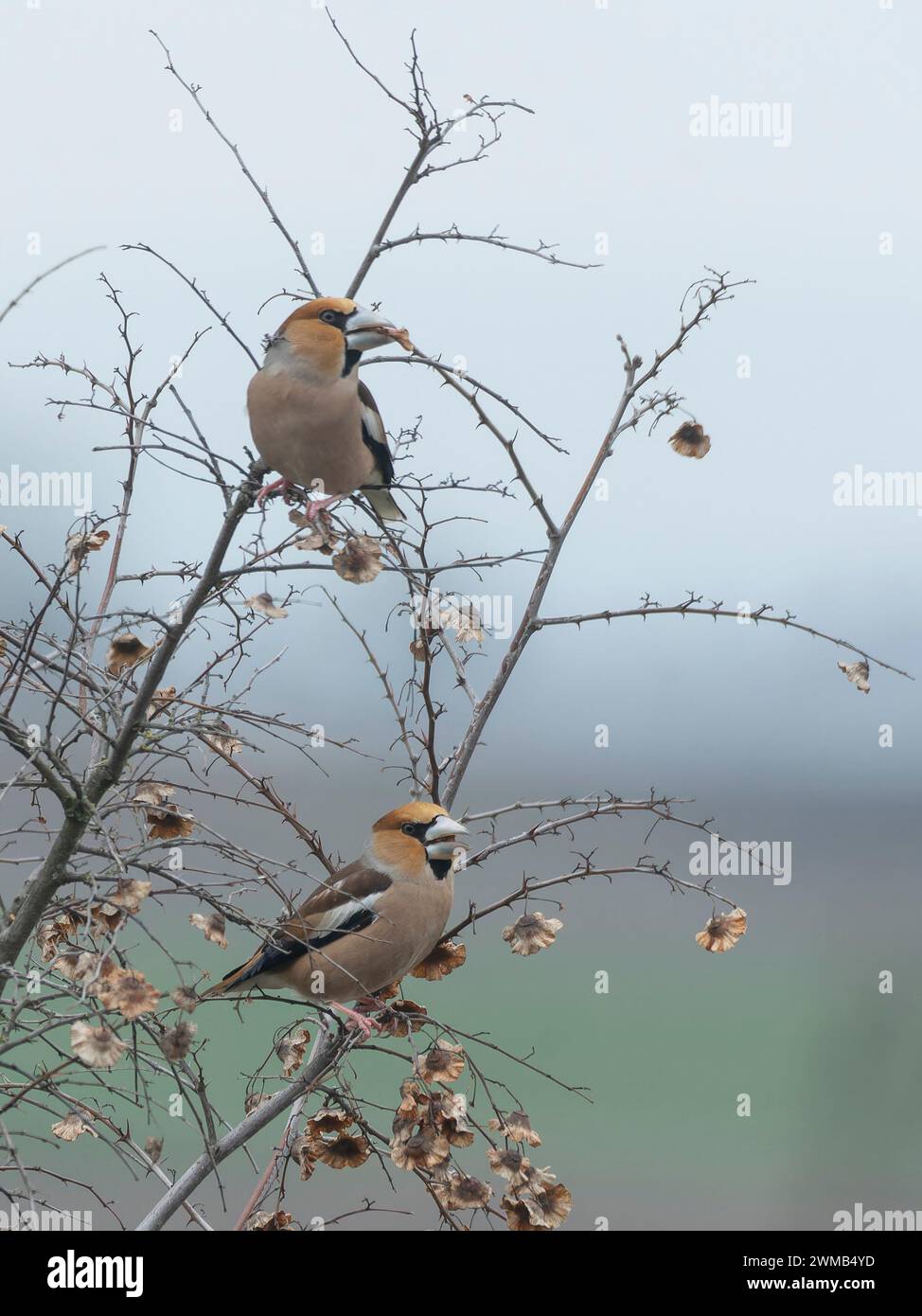 Hawfinch bill hi-res stock photography and images - Alamy