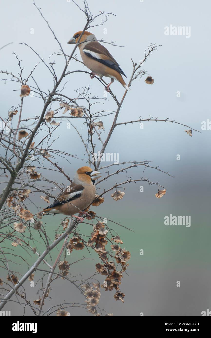 Powerful bill hi-res stock photography and images - Alamy