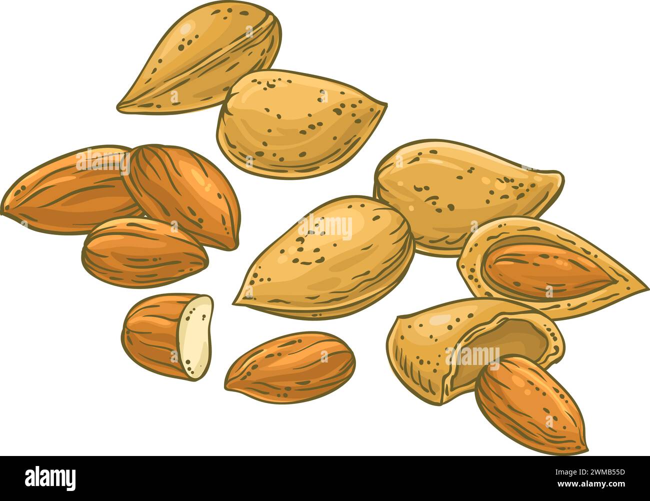 Almond Nuts Colored Detailed Illustration Stock Vector Image & Art - Alamy