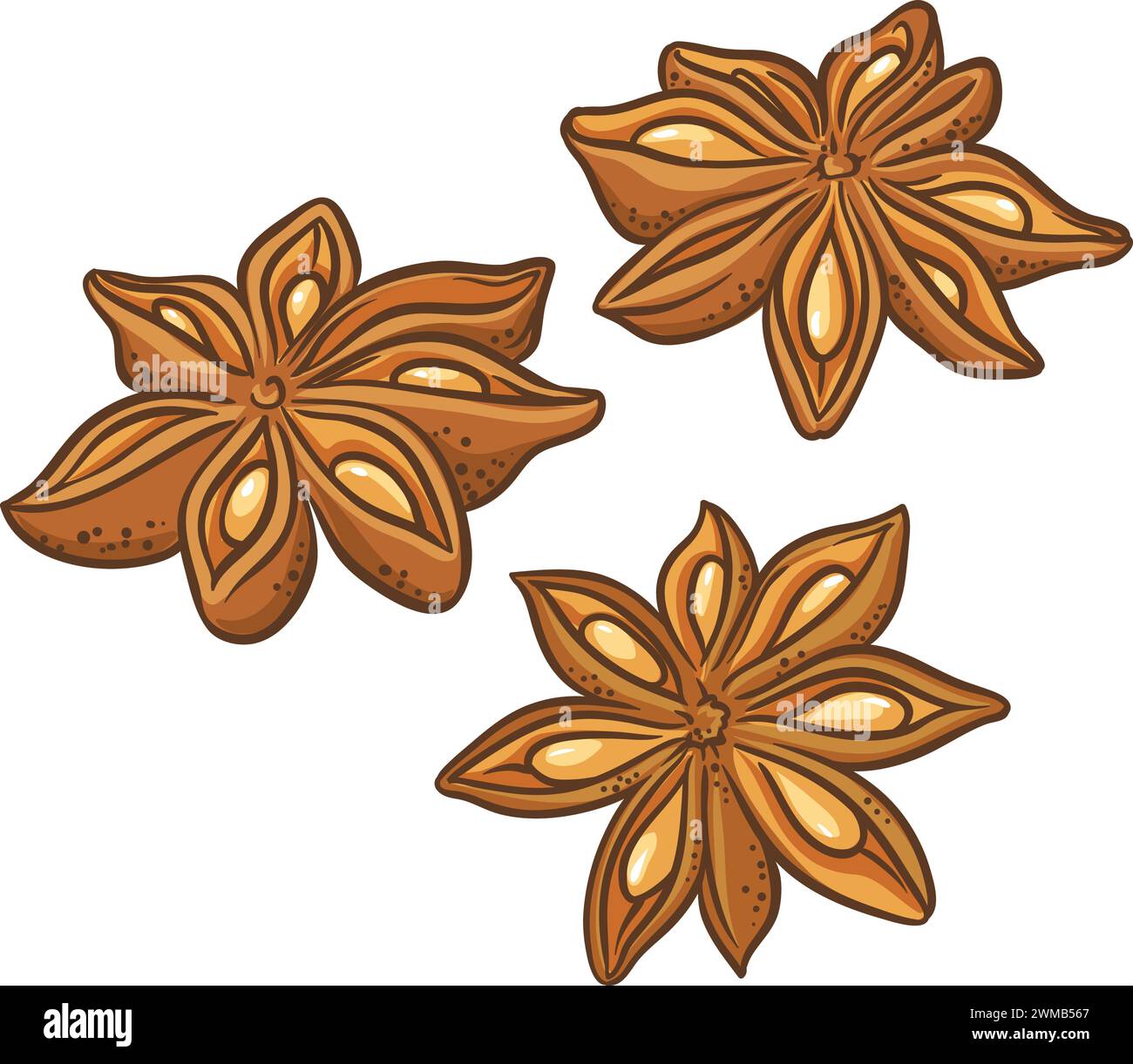Star anise seeds on Stock Vector Images - Alamy