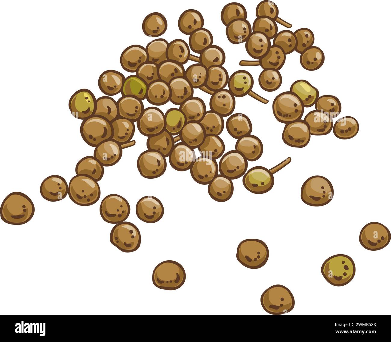 Crambe Seeds Colored Detailed Illustration Stock Vector Image & Art - Alamy