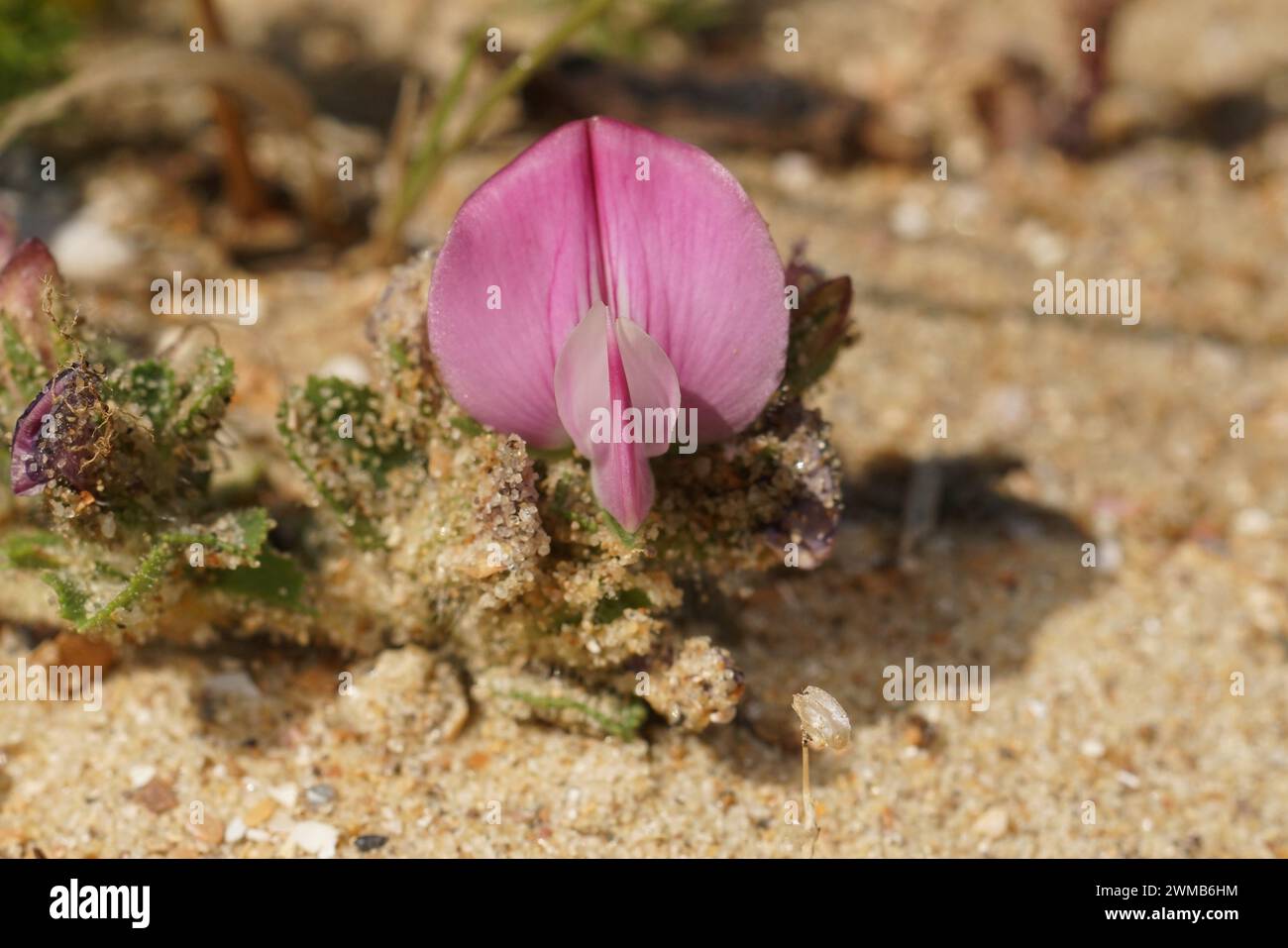 Natural closeup on the pink flower of the rare Common Restharrow flower ...