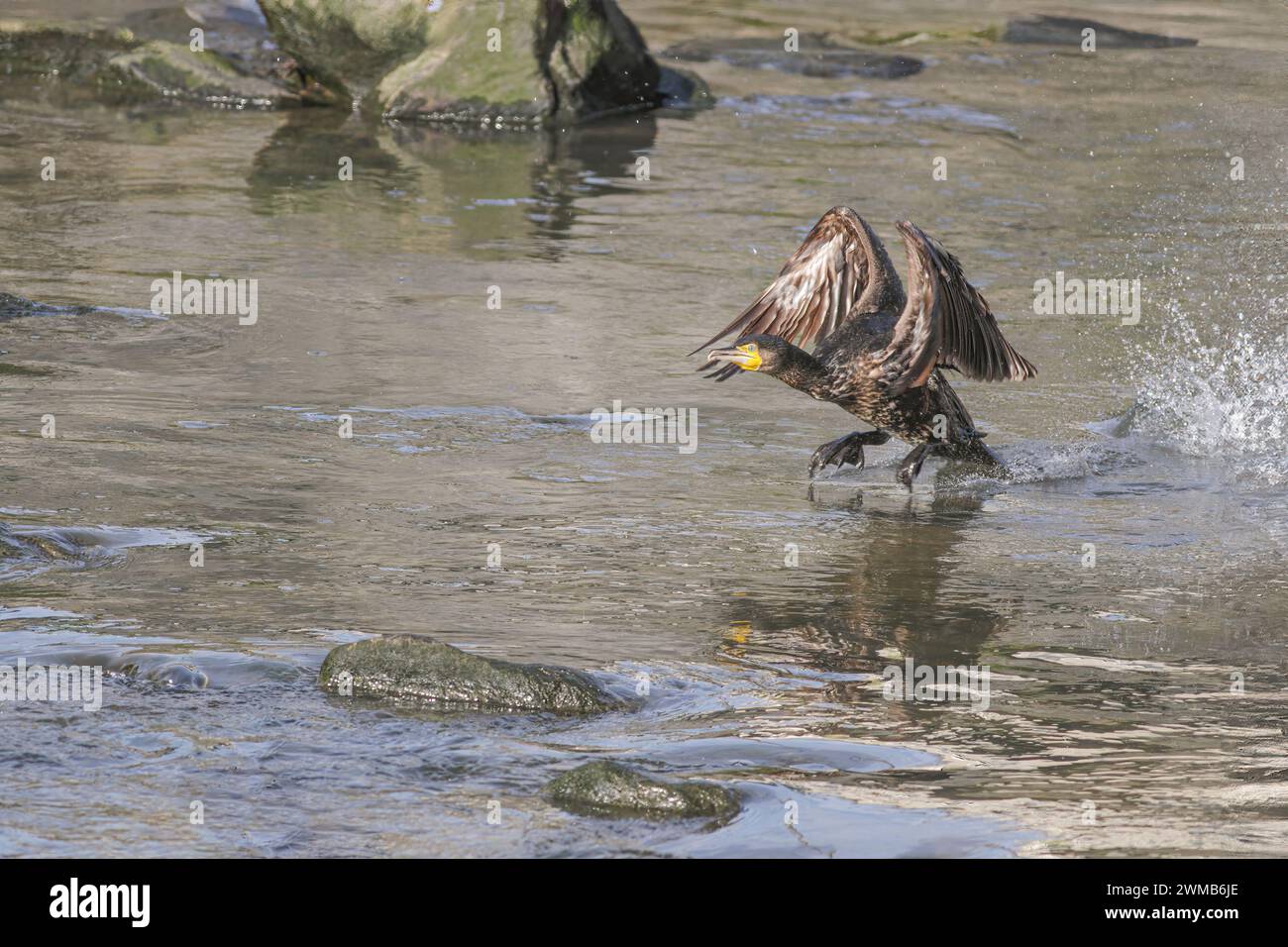 Cormorant in flight during fishing. Douro river border, north of ...