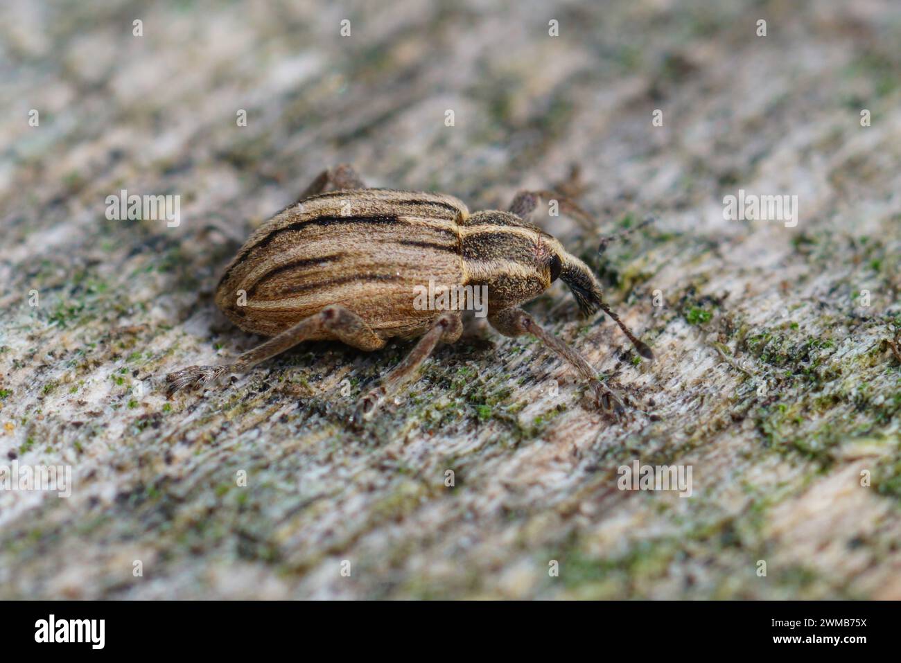 Natural closeup of a clorful striped weevil species , Hypera arator ...