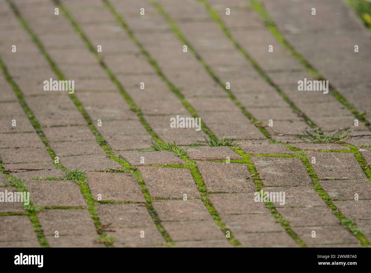 Bulging root structure hi-res stock photography and images - Alamy
