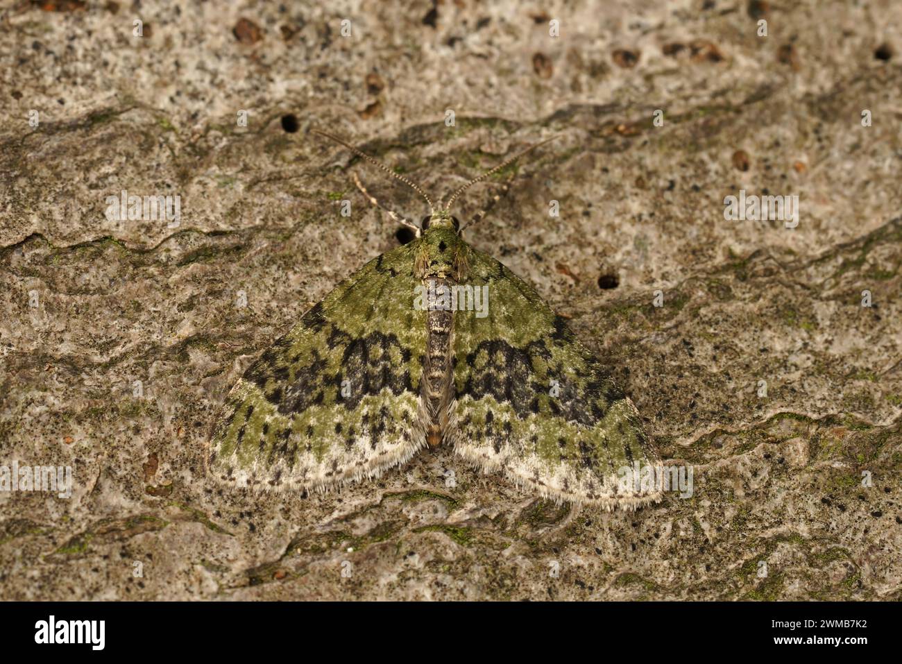 Detailed closeup on the yellow-barred brindle geometer moth, Acasis ...
