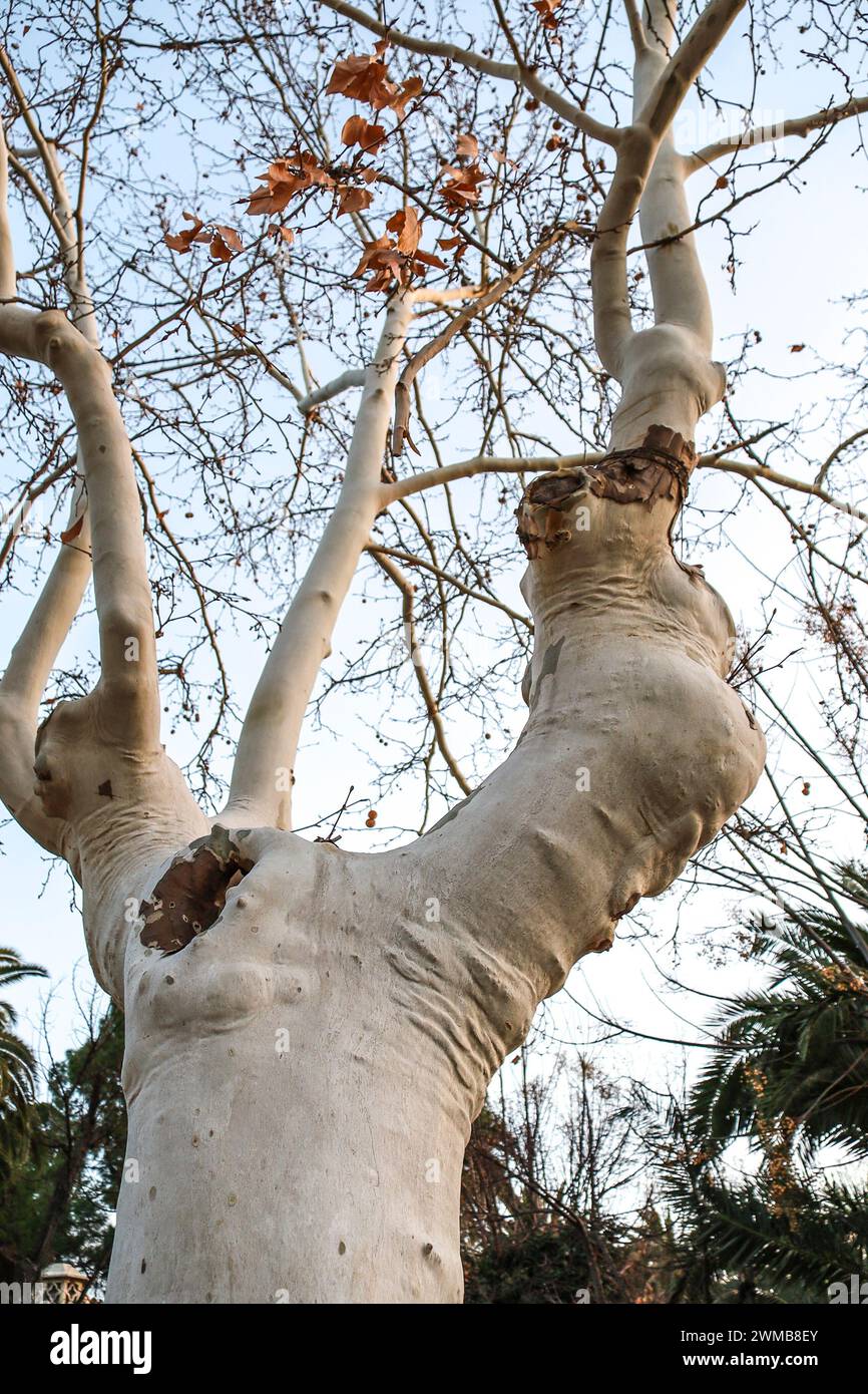 Platanus Hispanica tree en La Glorieta Park in the afternoon in Alcoy ...