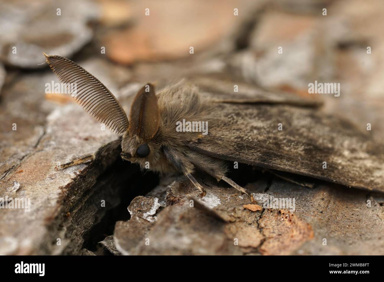 Moth feathery antennae hi-res stock photography and images - Alamy