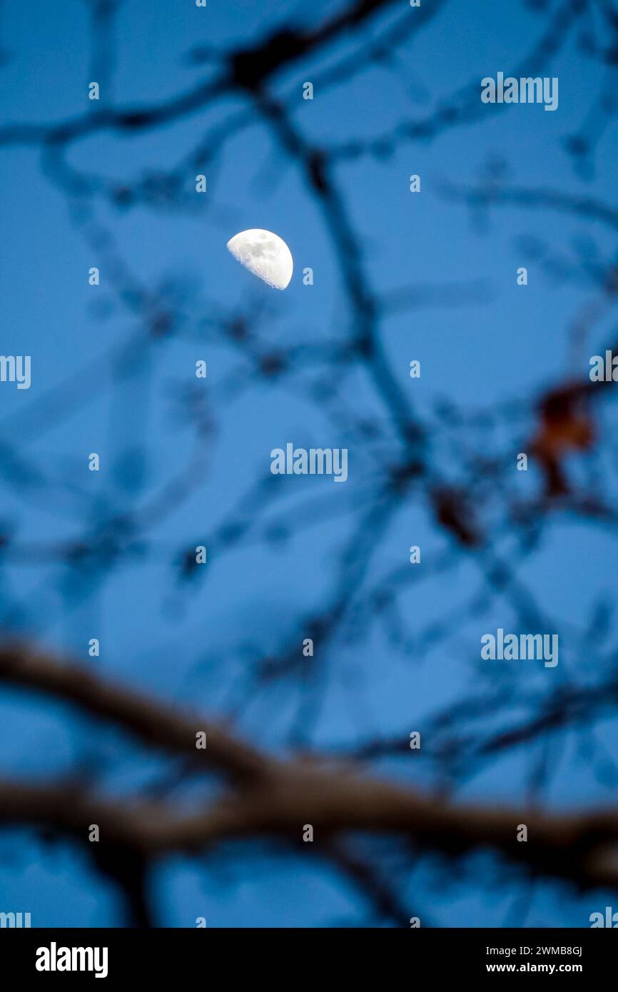 Full moon behind branches of a tree hi-res stock photography and images ...