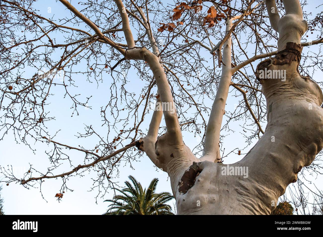Platanus Hispanica tree en La Glorieta Park in the afternoon in Alcoy ...