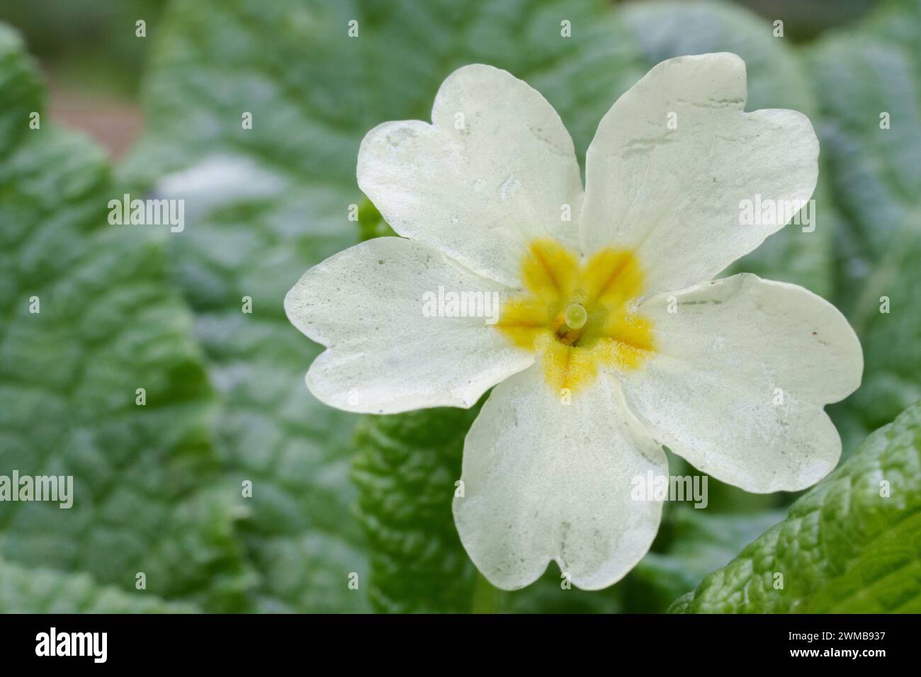 Single primrose hi-res stock photography and images - Alamy