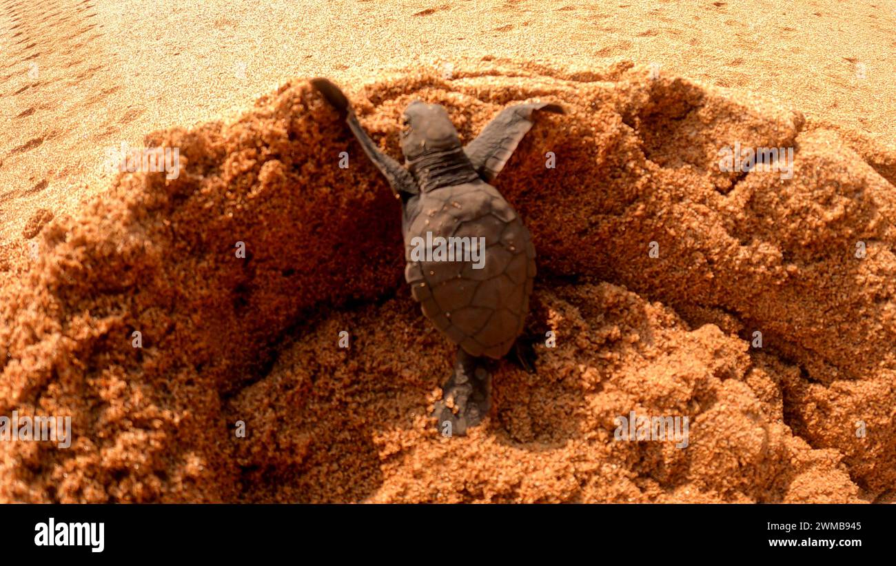 Baby birth africa hi-res stock photography and images - Alamy