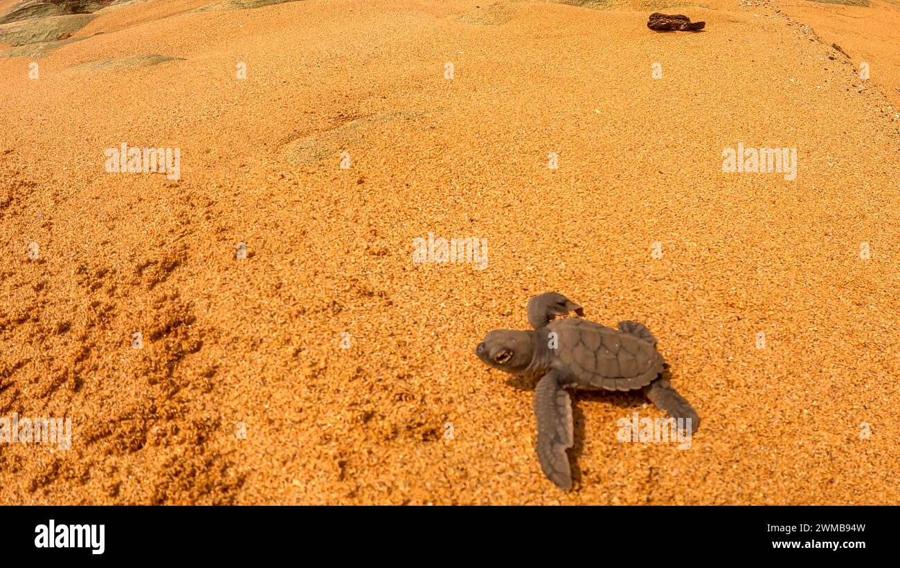 Baby turtle just left the nest heading towards the sea,Sao Tom,Africa ...