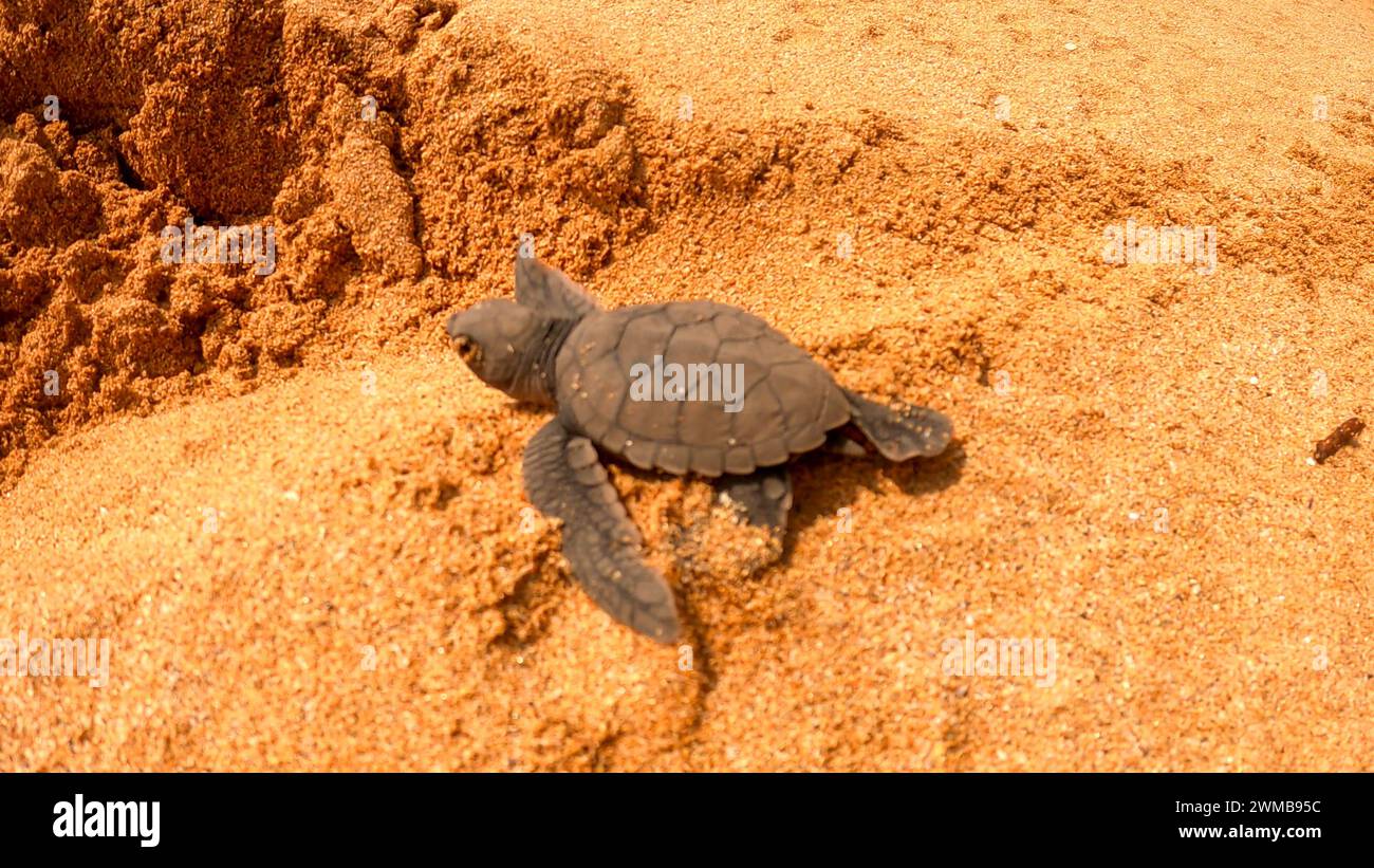 Baby turtle just left the nest heading towards the sea,Sao Tom,Africa ...