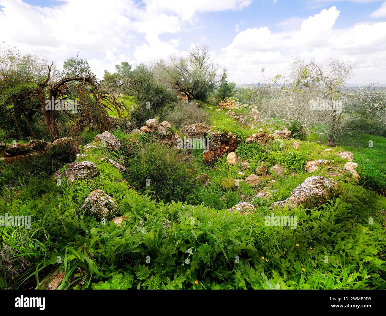 Bright young greenery and ancient ruins шт the Britannia Park ...