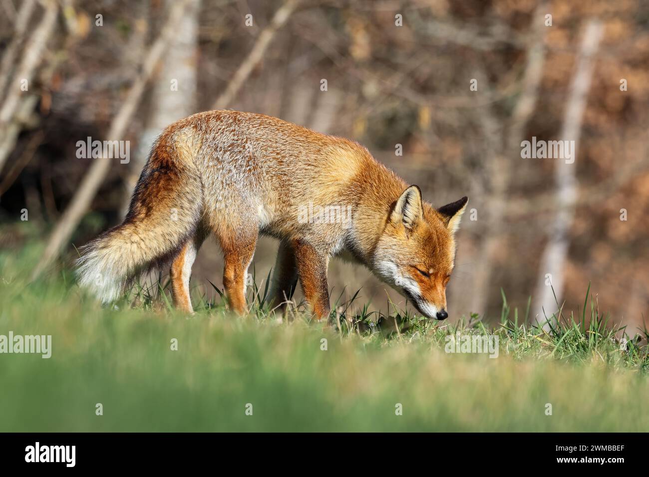 Italian red foxes Stock Photo - Alamy