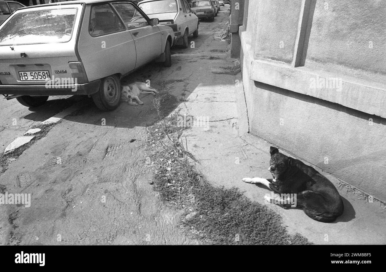 Romania bucharest dog Black and White Stock Photos & Images - Alamy