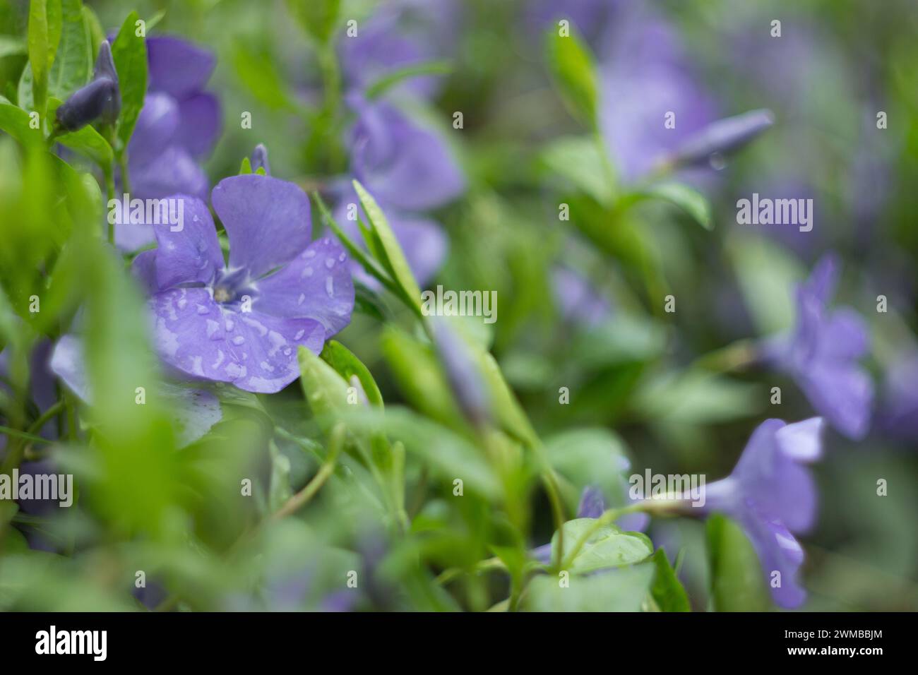 Periwinkle violet hi-res stock photography and images - Alamy