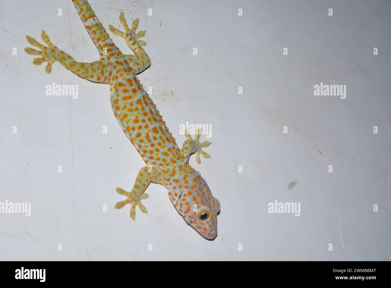 Flat lay gecko that is attached to the wall of the house Stock Photo ...