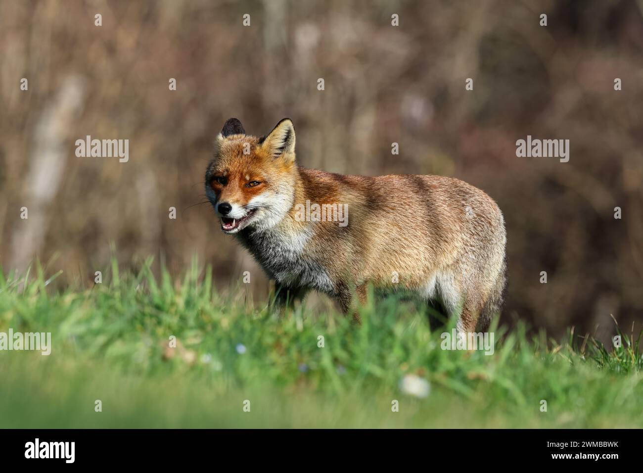 Italian red foxes Stock Photo - Alamy