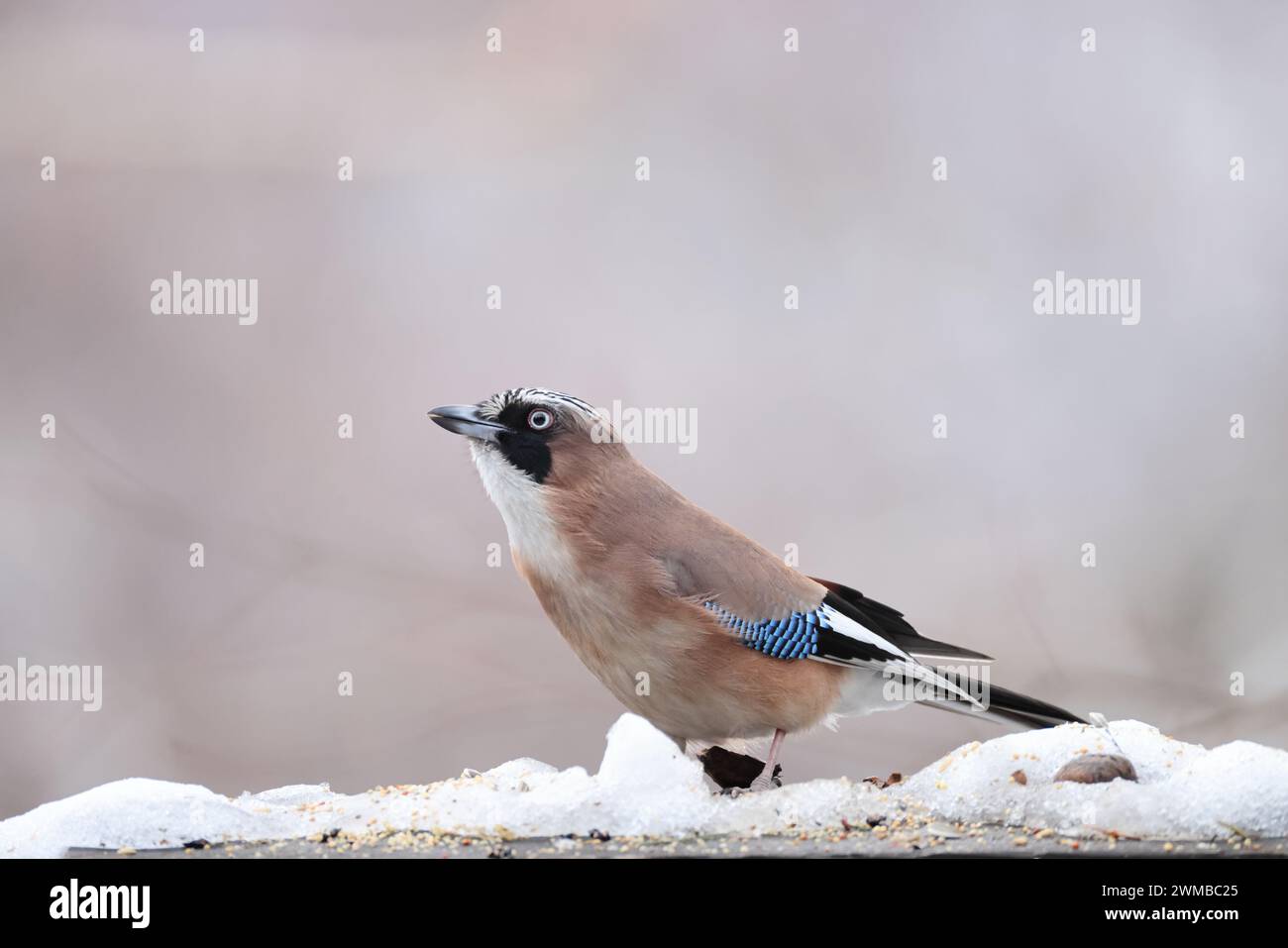 The Eurasian jay (Garrulus glandarius) is a species of passerine bird ...