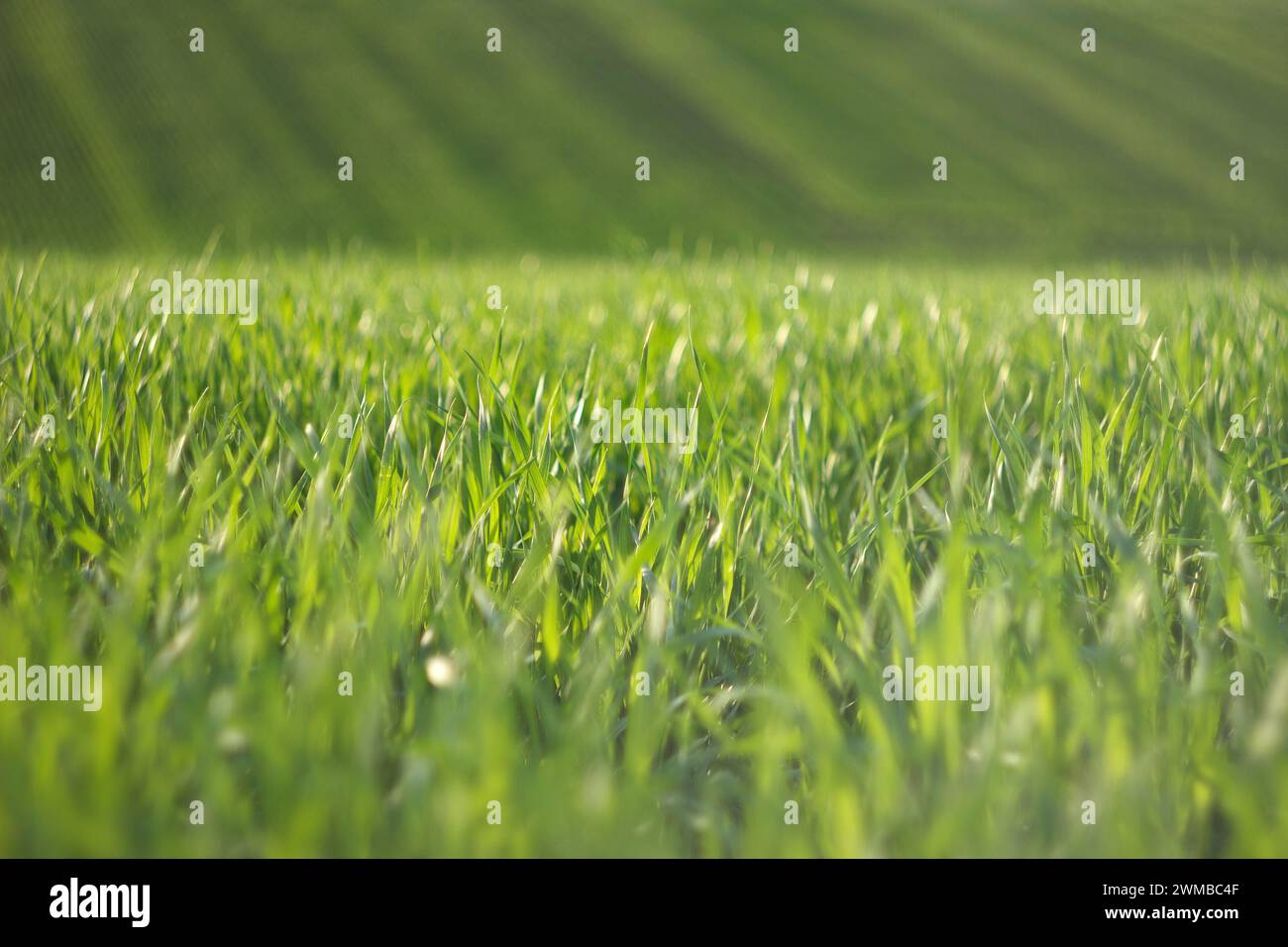 Close up young wheat growing hi-res stock photography and images - Alamy