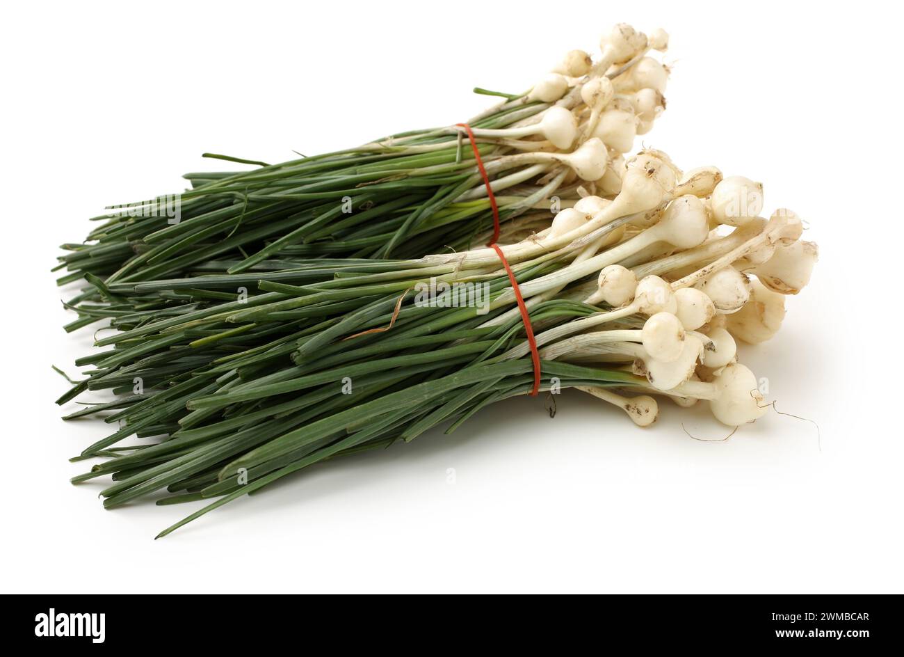 Allium macrostemon Bunge on white background Stock Photo - Alamy