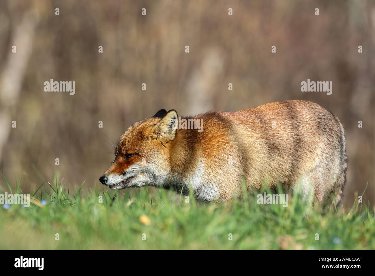 Italian red foxes Stock Photo - Alamy