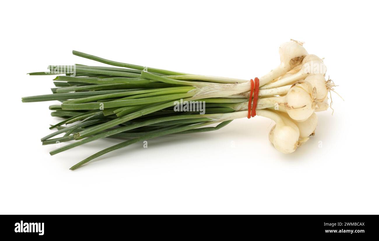 Allium macrostemon Bunge on white background Stock Photo - Alamy