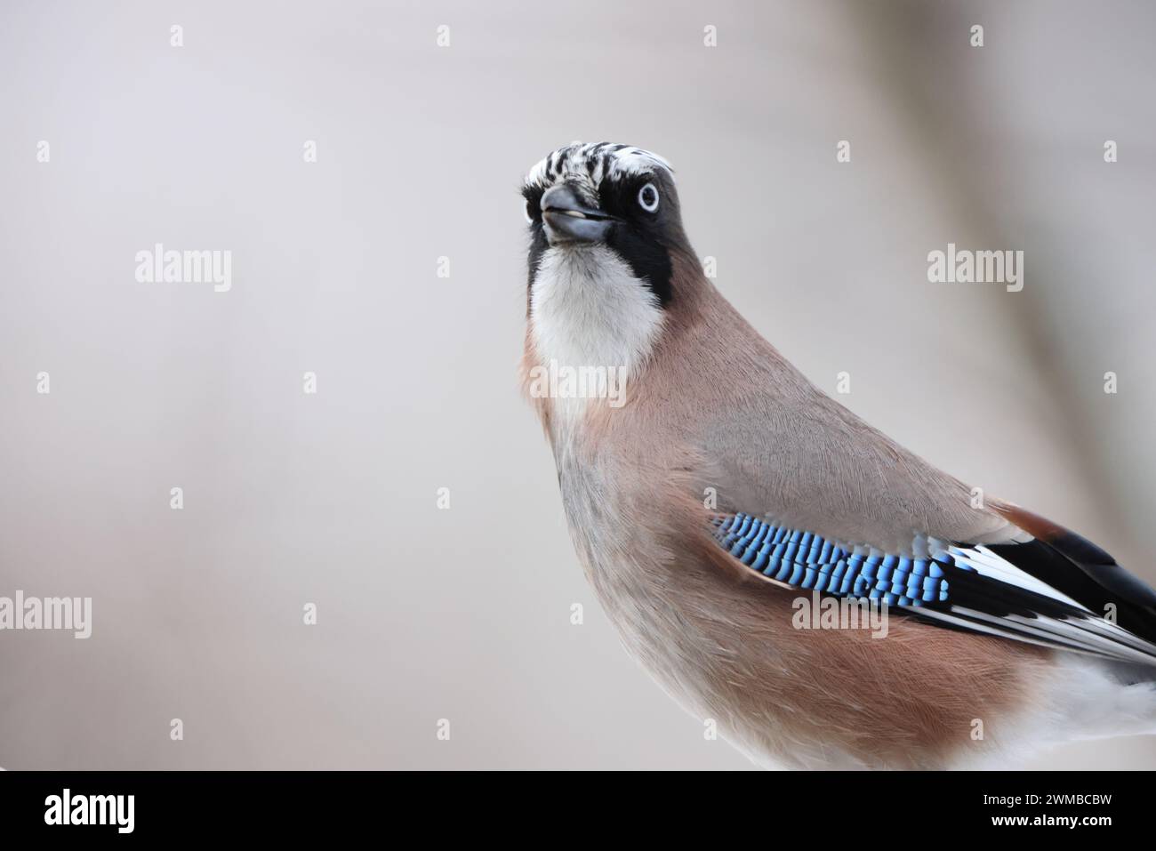 The Eurasian jay (Garrulus glandarius) is a species of passerine bird ...