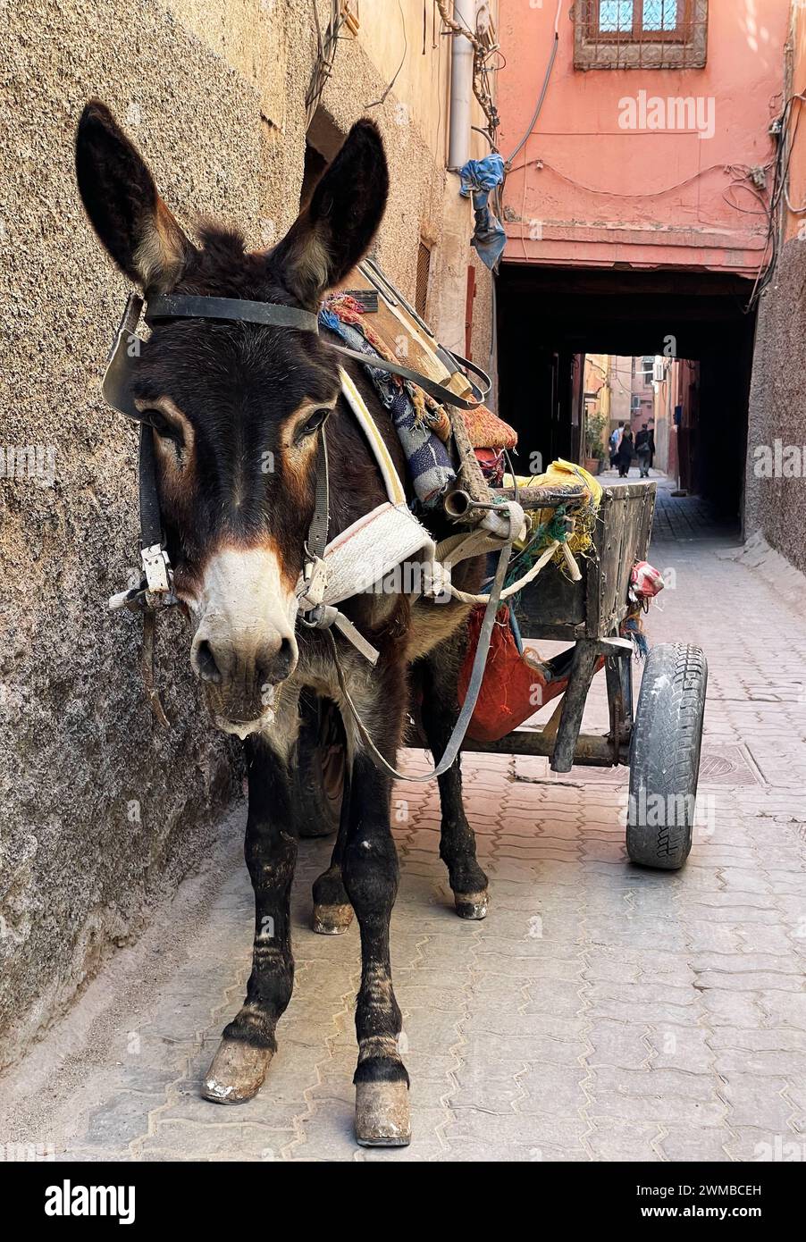 donkey and cart in the small street of Marrakesh , Morocco Stock Photo ...