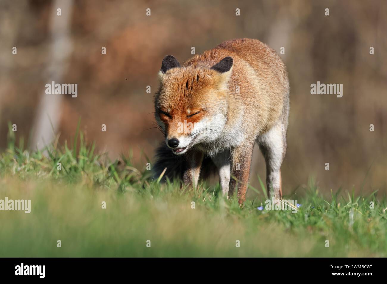 Italian red foxes Stock Photo - Alamy