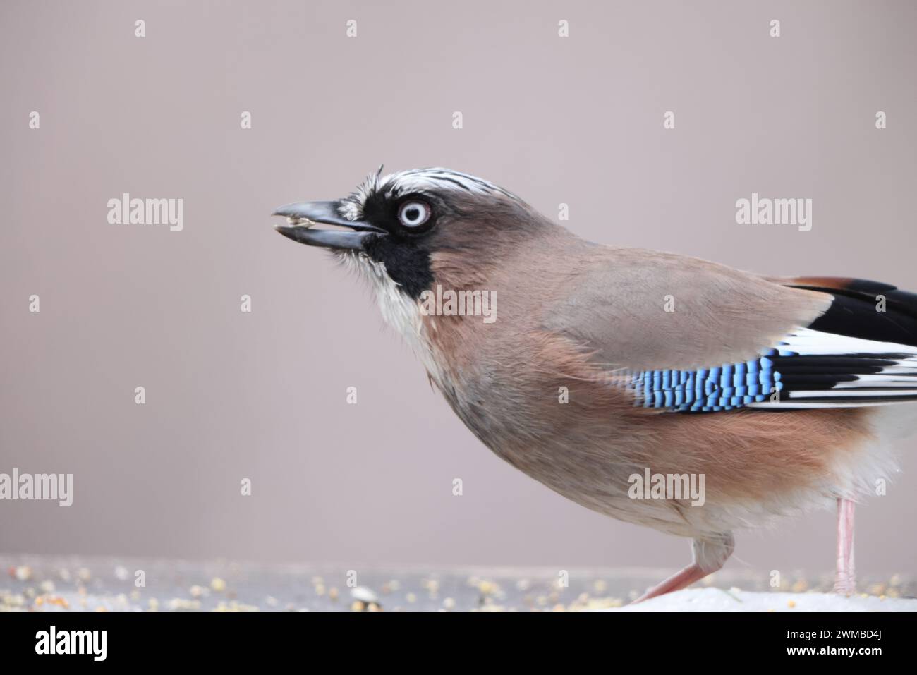 The Eurasian jay (Garrulus glandarius) is a species of passerine bird ...