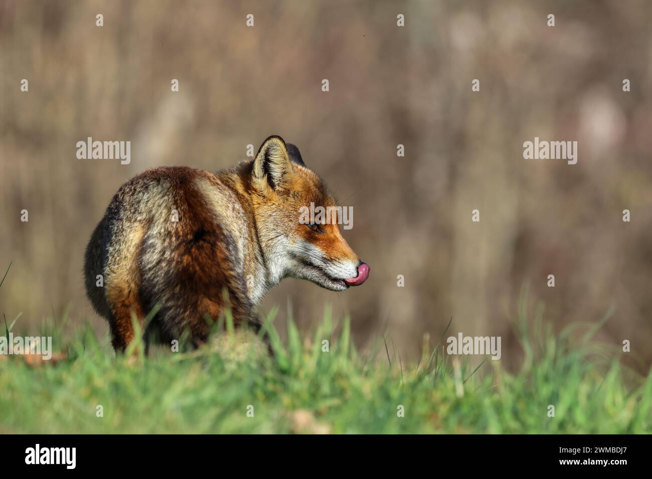 Italian red foxes Stock Photo - Alamy