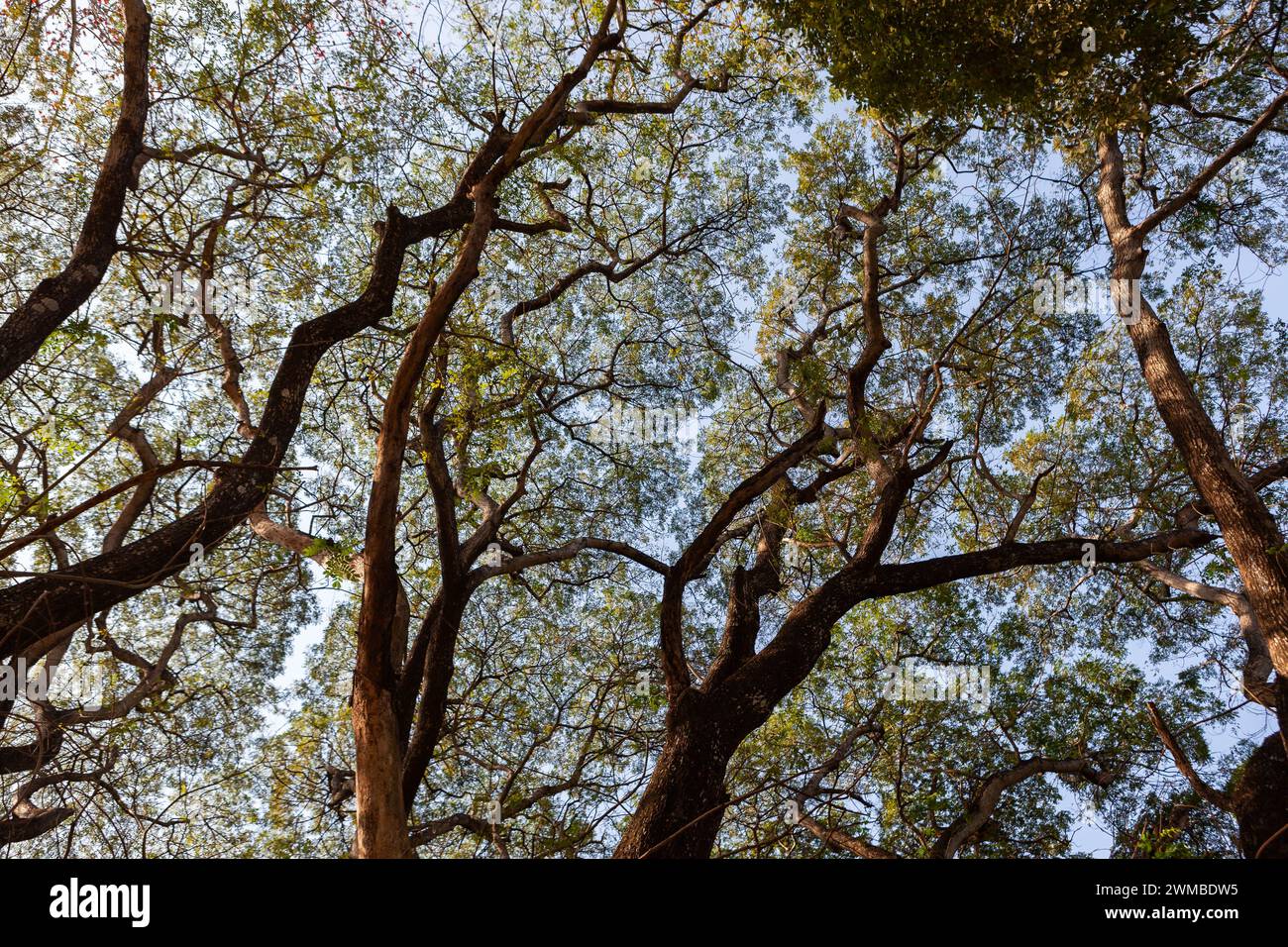 Green tropical tree crowns under blue sky background Stock Photo - Alamy