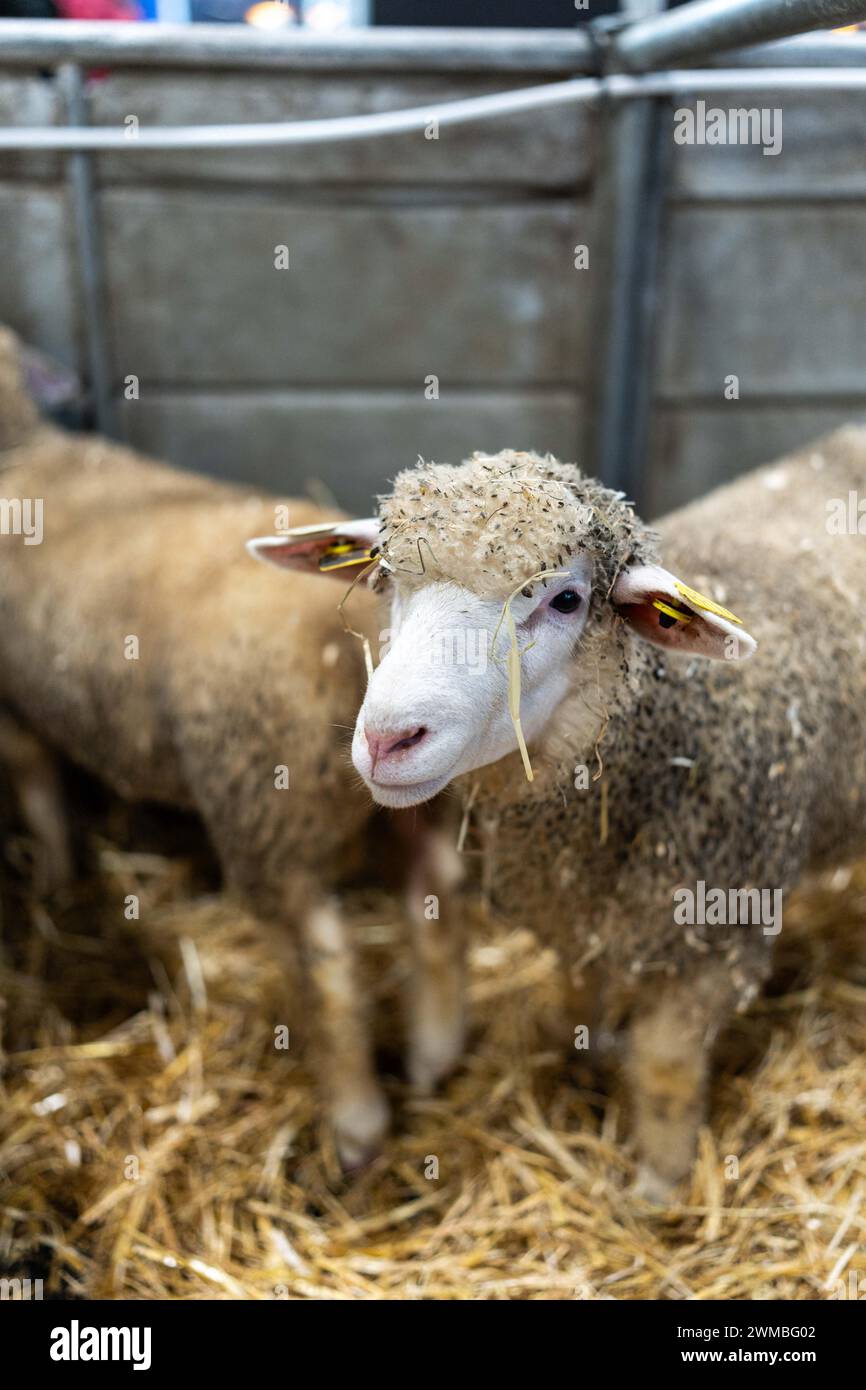 Paris, France. 24th Feb, 2024. Sheep and goats at the opening day of ...