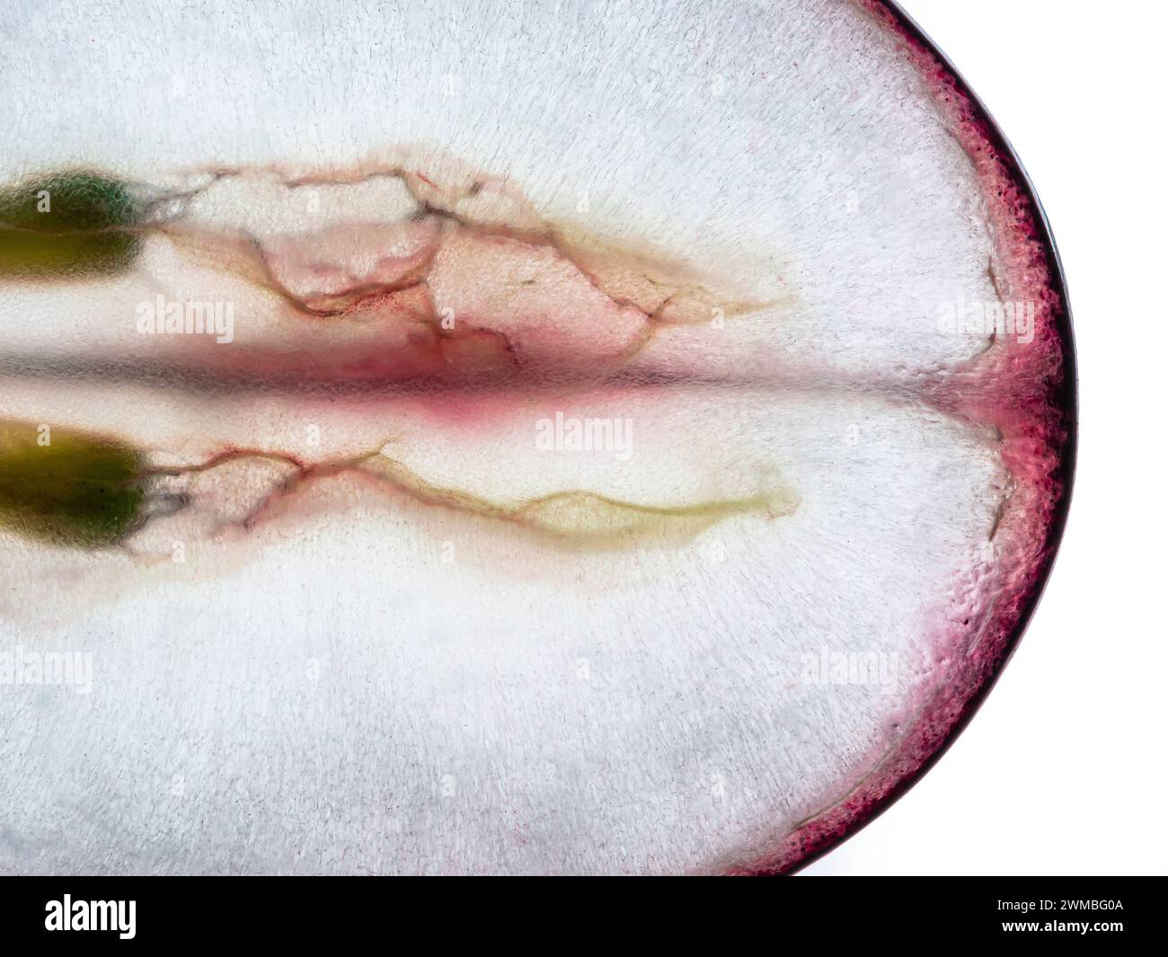 Slice of a blue grape, macro. Isolated on white background. Top view ...